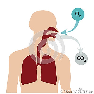Breathing Through The Nose And Exhaling Through The Mouth. Respiratory ...