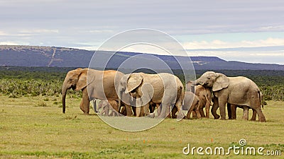 Breeding Elephant Herd Royalty Free Stock Photo - Image: 29474705
