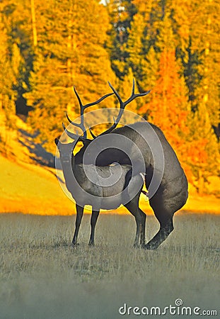 Breeding Elk Stock Photography - Image: 10767002