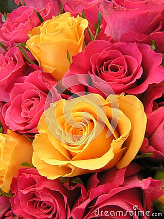 Bright Colored Roses Royalty Free Stock Photo - Image: 441225