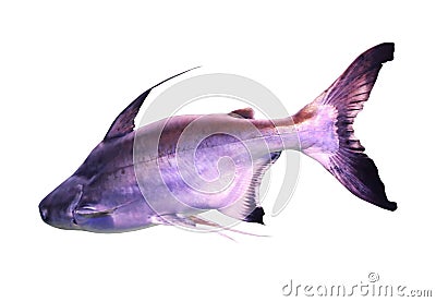 Bright Gaff Topsail Catfish On Background Royalty-Free Stock Photo ...