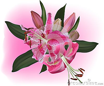 Bright Lily Flower On Light Pink Background Cartoon Vector ...