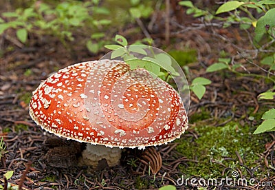Bright Red Mushroom Royalty Free Stock Images - Image: 16551889