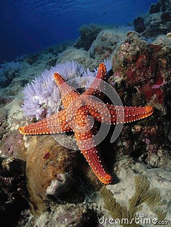 A Bright Starfish Gleaming Against A Sea Of Coral.. AI Generation ...