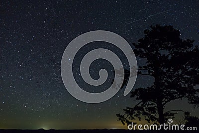 A Brilliant Shooting Star Soaring Over A Towering Pine Tree Royalty ...