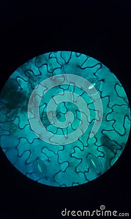 Broad Bean Leaf Plant Cell Under Microscope Stock Photo | CartoonDealer ...