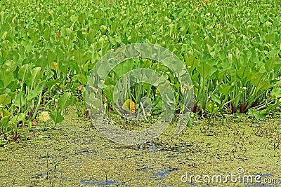 Broadleaf Weeds In Rice Field, Royalty-Free Stock Photography ...