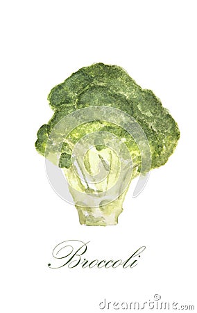 Broccoli. Hand Drawn Watercolor Painting Royalty-Free Stock Image ...