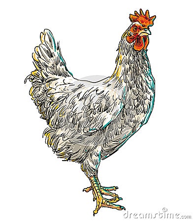 Broilers Vector Illustration Clip Art Hand Draw Colour | CartoonDealer ...