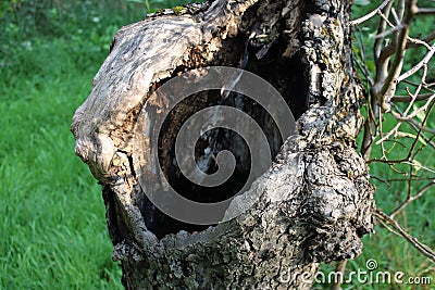 Broken Apple Tree Stock Photo | CartoonDealer.com #44111028