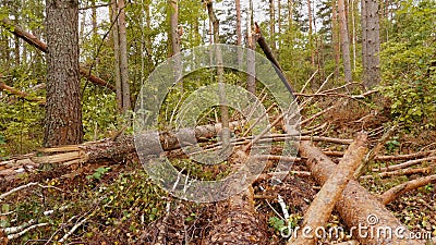 Broken Forest after Powerful Hurricane Stock Video - Video of ruined ...