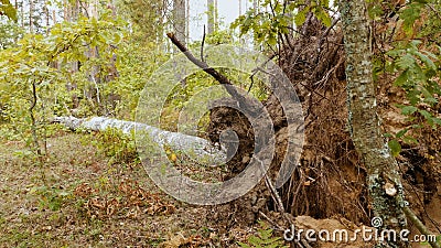 Broken Forest after Powerful Hurricane Stock Footage - Video of ...