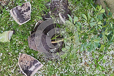 A Broken Pot In The Yard,a Broken Pot With A Flower Is Lying On The ...