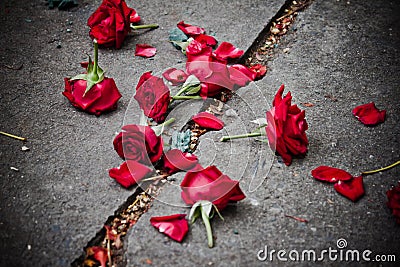 Broken Rose Petals Stock Photography - Image: 33257152