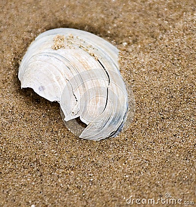 Broken Sea Shell In Sand Royalty Free Stock Image - Image: 3967366