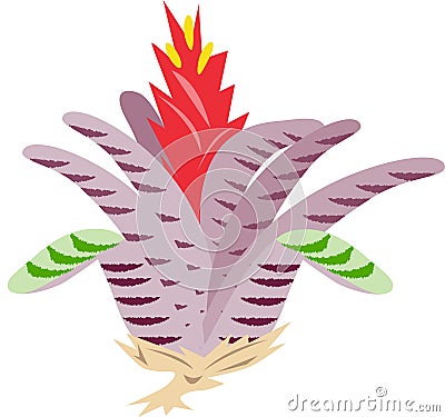 Bromeliad Jungle Plant Vector Illustration | CartoonDealer.com #6977984