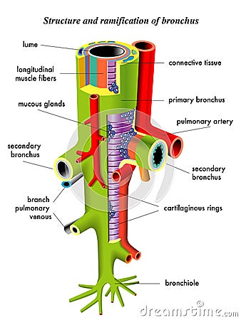Bronchus Cartoon Vector | CartoonDealer.com #18186087