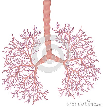 Bronquiolos Imagenes de archivo - Imagen: 1029084
