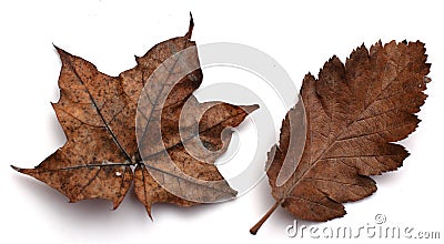 Brown Autumn Leaves Royalty Free Stock Photography - Image: 14000457