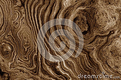 Brown Background With Tree Root Pattern Stock Photo | CartoonDealer.com ...