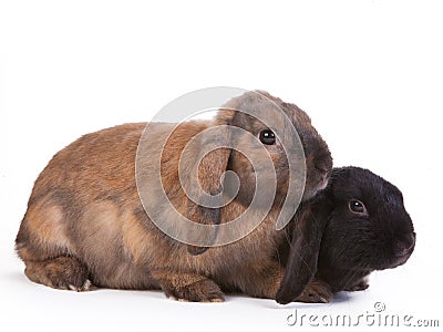 Brown And Black Lop Eared Rabbits Royalty Free Stock Photo - Image ...