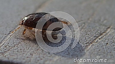 Brown Bug Larva Walking Slowly Stock Video - Video of animal, nature ...