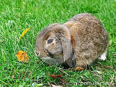 Brown Dwarf Bunny Royalty-Free Stock Photography | CartoonDealer.com ...