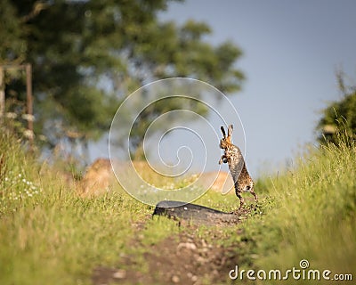Brown Hare On Path, In Full Leap, Wet From Bathing In Puddle (Lepus ...