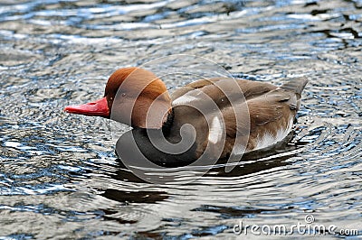 Brown Head Duck Stock Image - Image: 27292791
