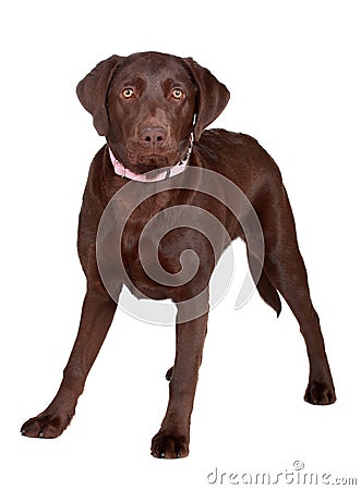 Brown Labrador Dog Royalty Free Stock Images - Image: 13187149