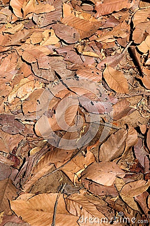 Brown Leaves Background Royalty Free Stock Photography - Image: 17426017