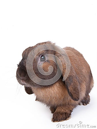 Brown Lop Eared Dwarf Rabbit, Isolated Royalty Free Stock Photos ...