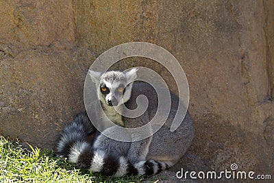 Brown Mouse Lemur (Microcebus Rufus) Stock Photography - Image: 35793142