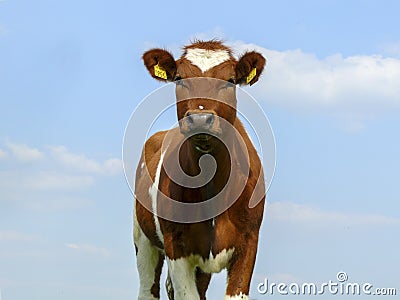 Brown Pied Cow Standing Upright, Candid, In Front, A Background Blue ...