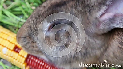 Brown rabbit eating corn stock footage. Video of hare - 43709450