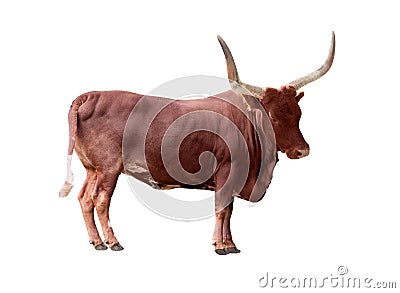 Brown Bull with Large Horns Stock Photo - Image of single, animal: 24088516