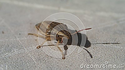 Brown striped bug stock footage. Video of arthropod - 102637314