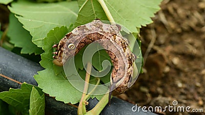 Brown Worm on Grape Leaves. Stock Video - Video of crawling, wildlife ...