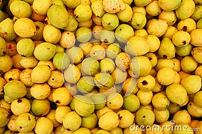 Buayaba O Guayabilla Fruit Guajava Stock Photo - Image: 18498600