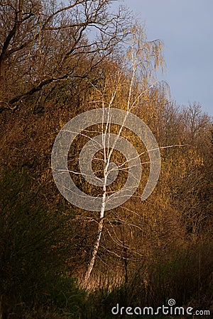 Budding Birch Tree In Sunshine Stock Image | CartoonDealer.com #112494109