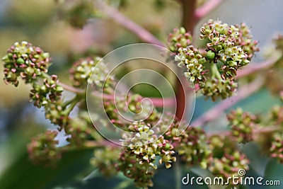Budding Fruit On Flowering Mango Tree Stock Image | CartoonDealer.com ...