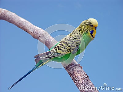 Budgie Parrot Stock Photography - Image: 750712