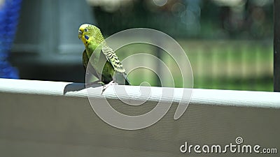 Budgie Taking Flight. High Quality Stock Video - Video of green, bite ...