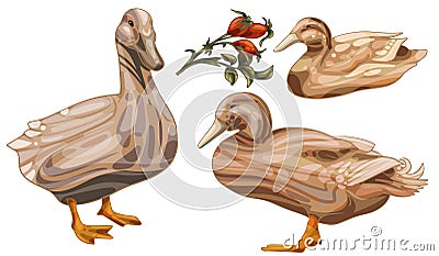 Buff Orpington Duck Cartoon Vector | CartoonDealer.com #245558585