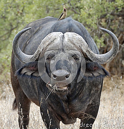 Buffalo Royalty Free Stock Image - Image: 6865116