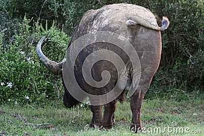 Buffalo Backside Stock Photos - Image: 2311853