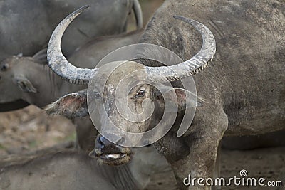 Buffalo crying - Stock Image - Everypixel