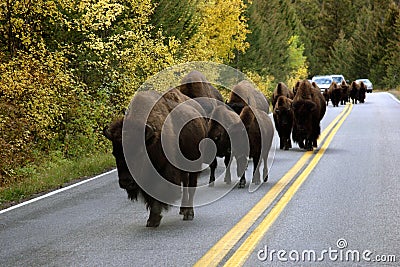 Buffalo On Road Stock Image - Image: 356221