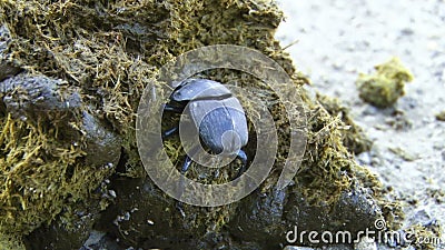 Bug digging hole in grass stock footage. Video of natural - 106460612