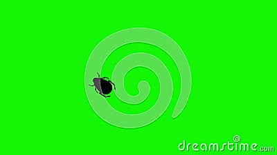 Bug Walking Animation on Green Screen Chroma Key Stock Footage - Video ...